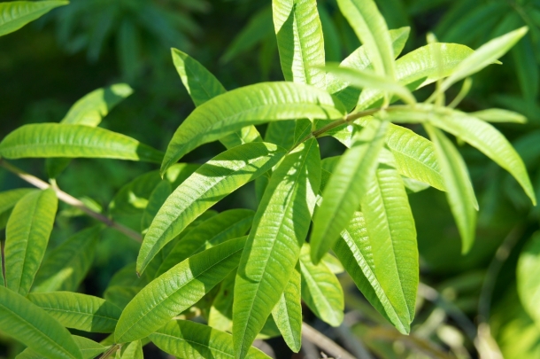 Dicas para Plantar Limonete em Vaso- Feminina